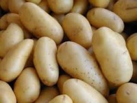 Batata Agria Saca 20 Kg :: Piquete da Fruta